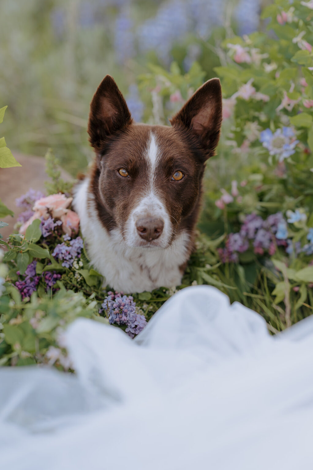 Wyoming Elopement in the Big Horn Mountains | Foxtails Photography